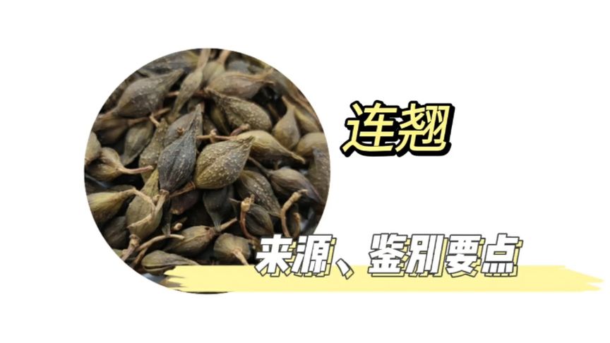 连翘的来源及鉴别要点