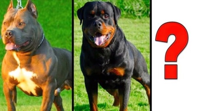 最彪悍的狗狗排名!盘点5种咬合力惊人的狗狗!