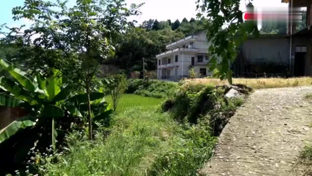 奇迹了!免费发放的稻谷种,禾苗长到113厘米高了,第一次这么高