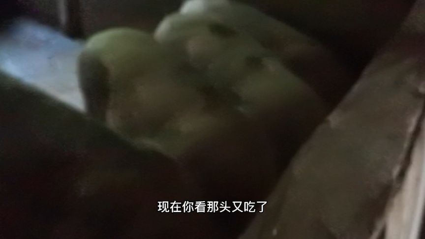 养猪玩的就是一个心跳 高成本 低利润 一顿不吃 吓得慌 太难了