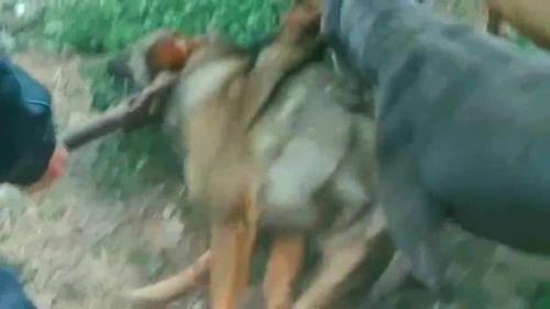 狗子打架真是太凶猛了,主人拿着工具还制止不住,真担心把另一只狗咬死