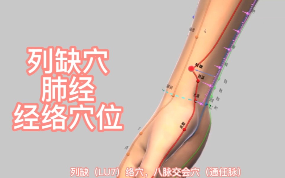 列缺穴_肺经_经络穴位