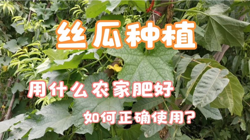 丝瓜生长周期长,施肥很关键,农村74岁老人手把手教你怎样做