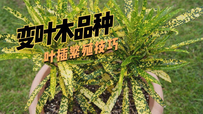 绿化带常见的几个变叶木品种,可用叶插繁殖,叶片斑斓靓丽