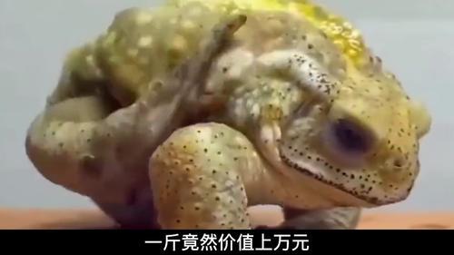 蟾蜍身上的"蟾衣",一公斤卖出1万元,可在野外为何消失不见?