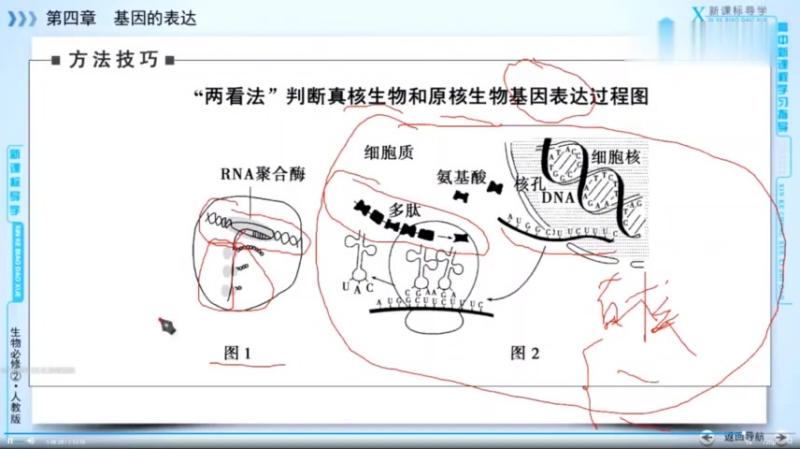 考点剖析(一)——真原核生物基因表达过程图像识别