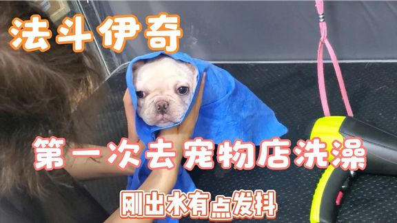 第一次带狗狗去宠物店洗澡是什么体验?