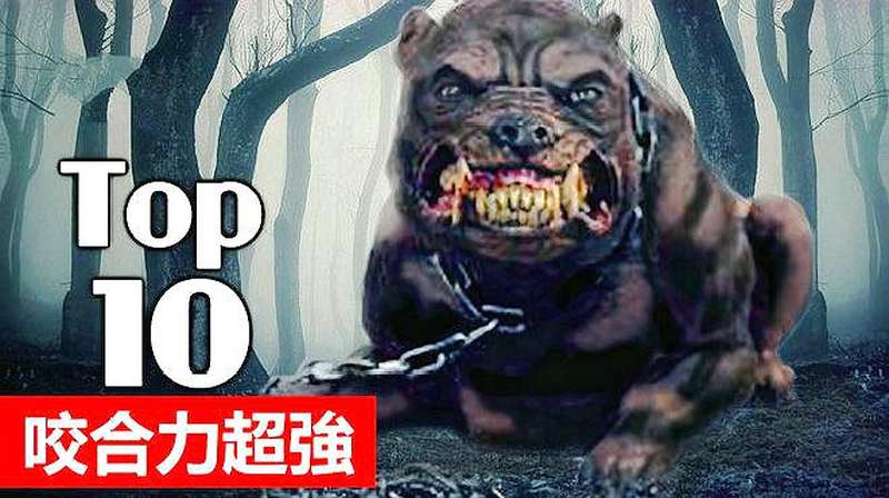 咬合力超强的10种狗,有一种被禁止出口!