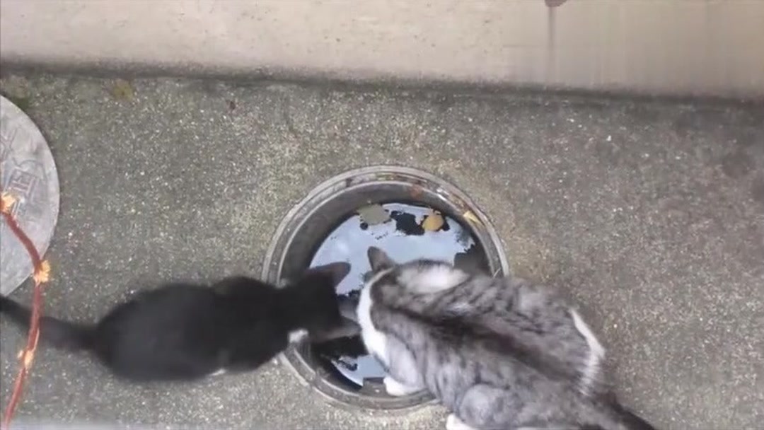 猫宝宝站在屋檐上,真是太不安全了,铲屎官也不管一管哦