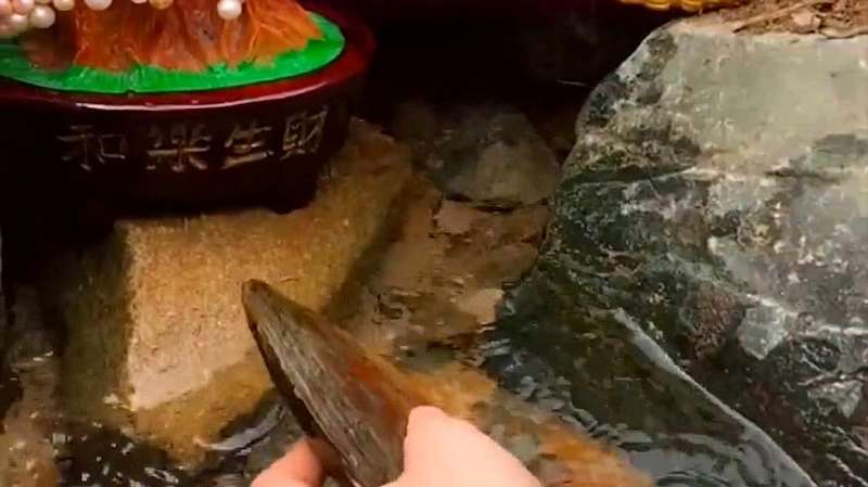 自己养殖的珍珠蚌,扒开蚌肉一看,好家伙这珍珠真是开眼界了!