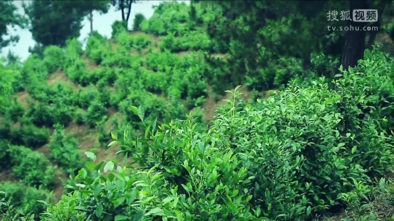 安康富硒茶再次荣登人民大会堂 打造生态富硒茶乡