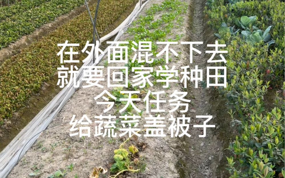 快乐的农村生活|植树节 种田记录