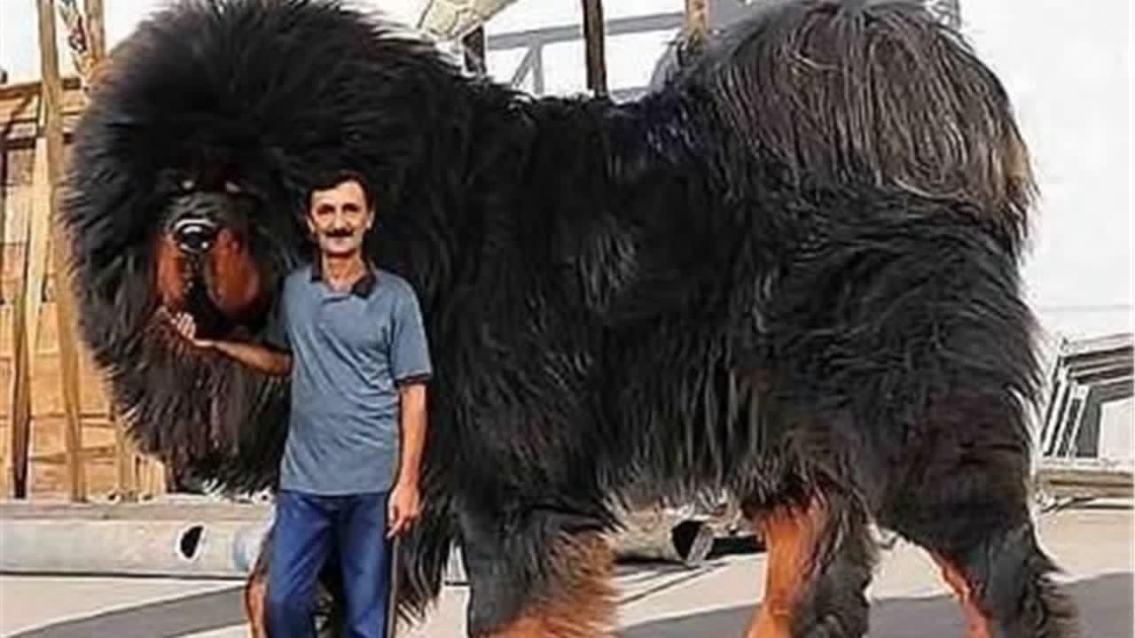 全球最大藏獒王,有东方神犬美称,狮子在它们跟前瞬间变“小猫”