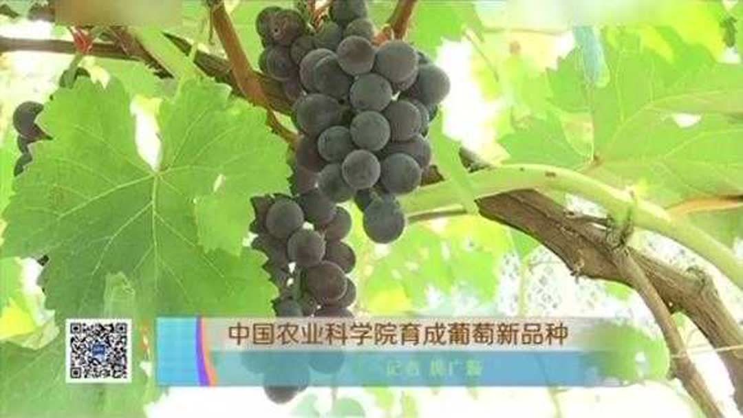 中国农业科学院育成葡萄新品种,和巨峰相近但性状优于巨峰!