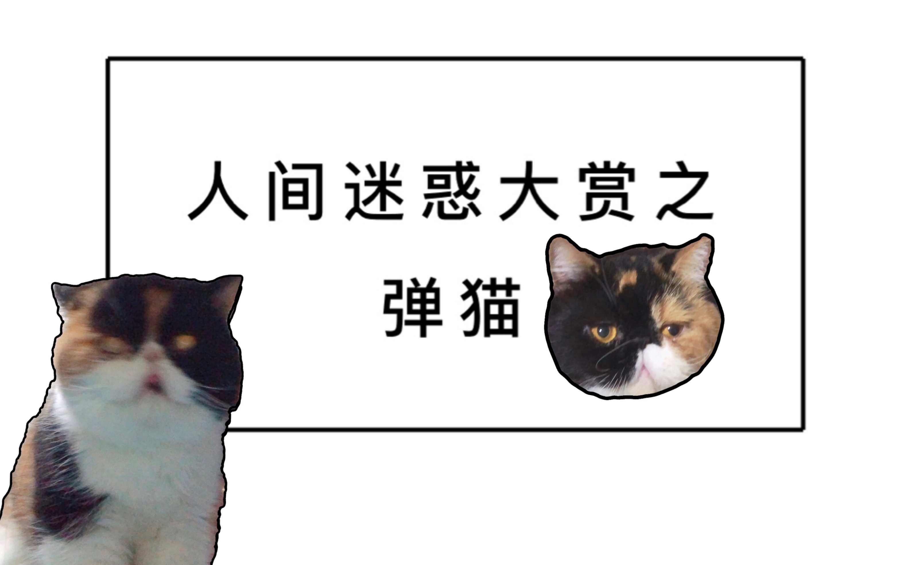 人间迷惑大赏之弹猫