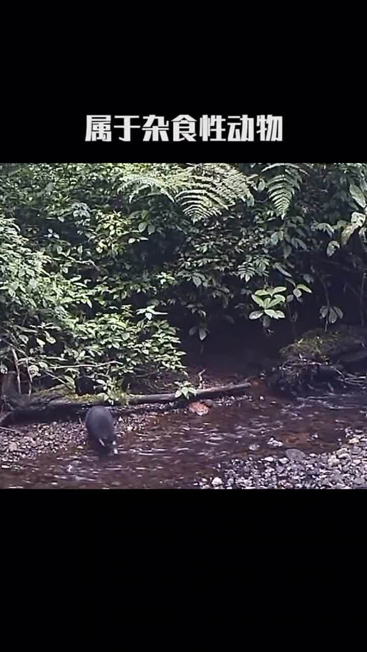 人称三师兄的猪獾混得竟是最差的