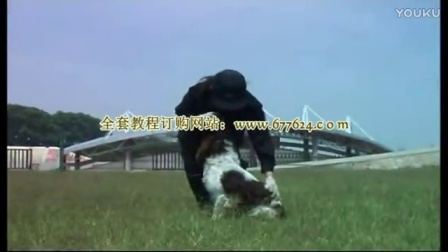 训练狗狗上狗厕所-宠物训练方法