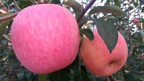 这几种水果女性朋友要常吃,美容养颜补充维生素,"远离黄脸婆"