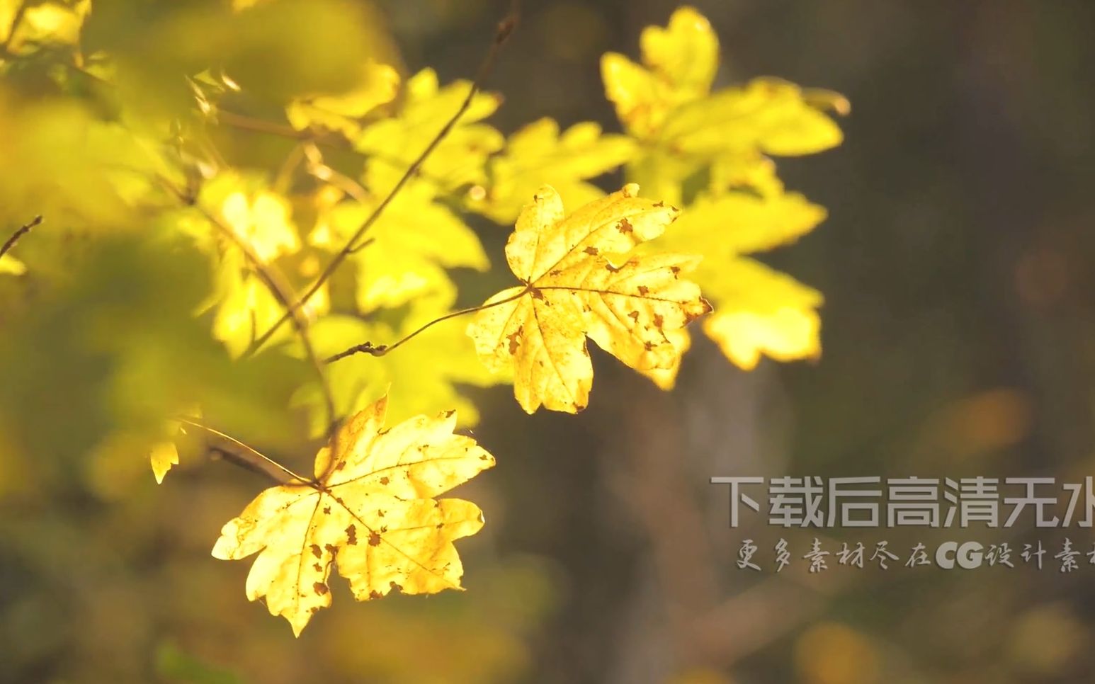 s948 2K画质岁月如歌致青春同学录秋天金秋枫叶枫树校园背景视频ae...