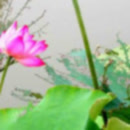 爱上网の王官珺琪 