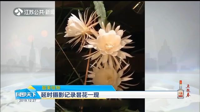 短短几小时,“月下美人”吐蕊如霜, 延时摄影记录昙花最美瞬间!