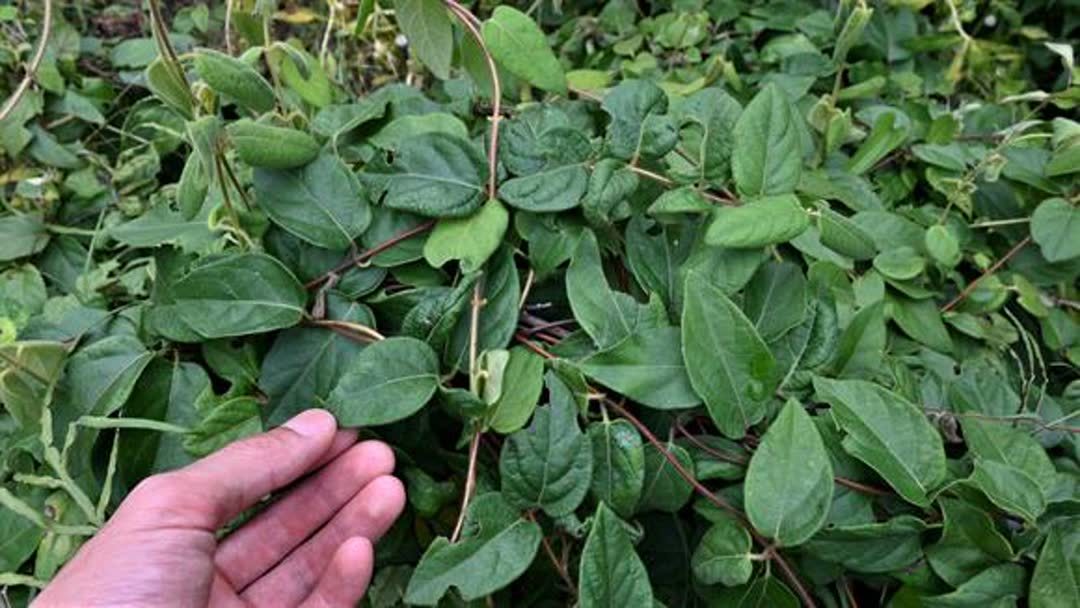 摘了金银花别忘了藤!它的用途好多人不知道?了解后记得扯回家