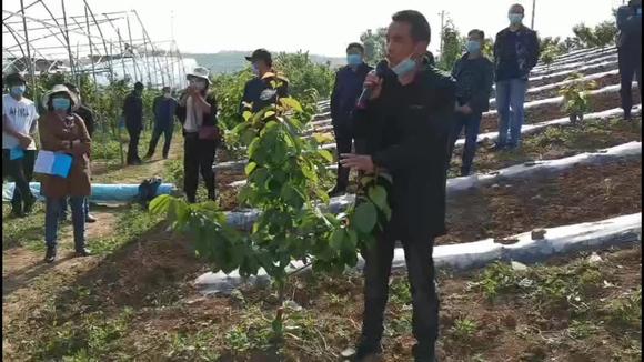 土专家现身林业局樱桃种植管理技术培训现场,接地气讲解大受欢迎