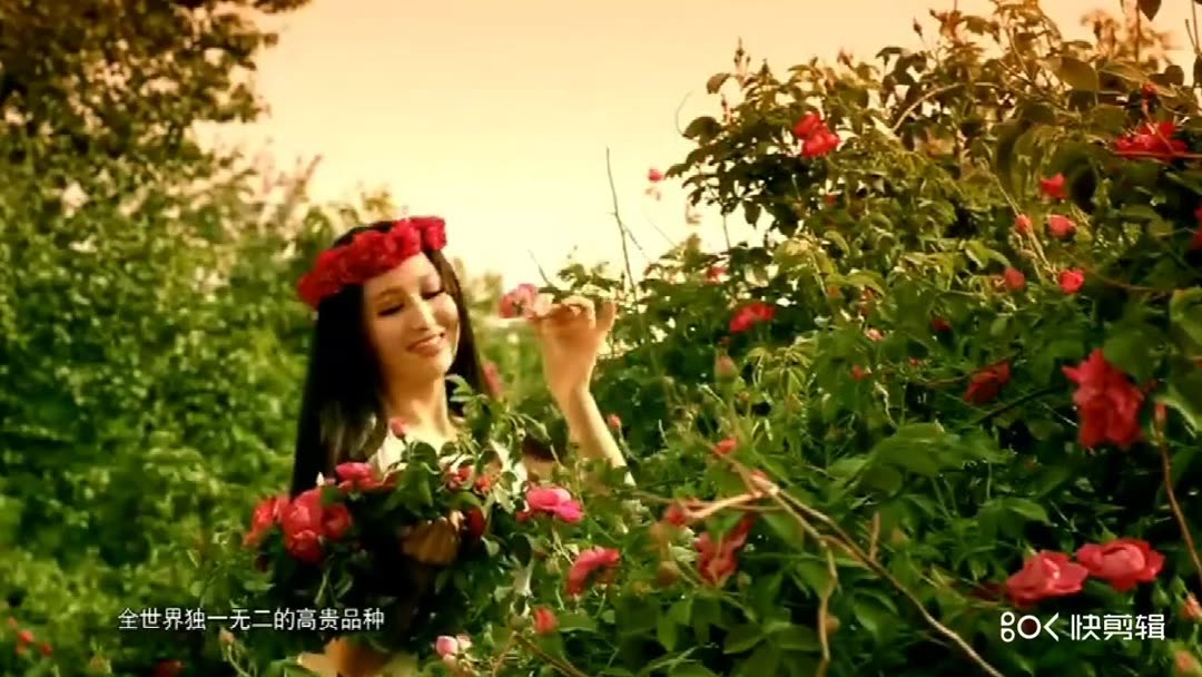 和田玫瑰介绍