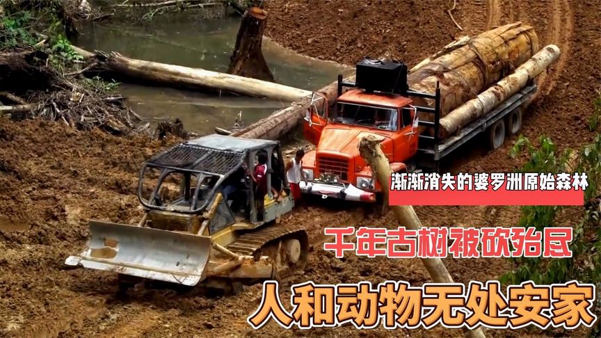 渐渐消失婆罗洲大森林,千年古树被砍殆尽,人和动物无处安家