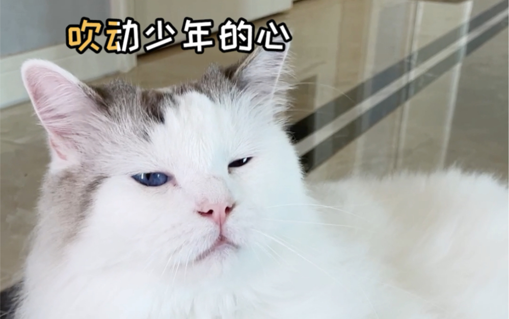 这猪怎么就哭了呢?还是我了解它呀!