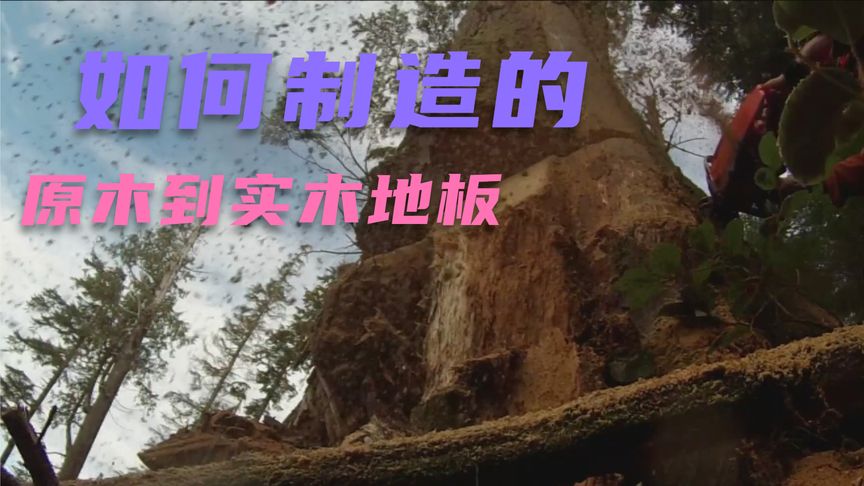 从原木到木质地板,40米高的大树如何砍到,纯实木地板也贴合成版