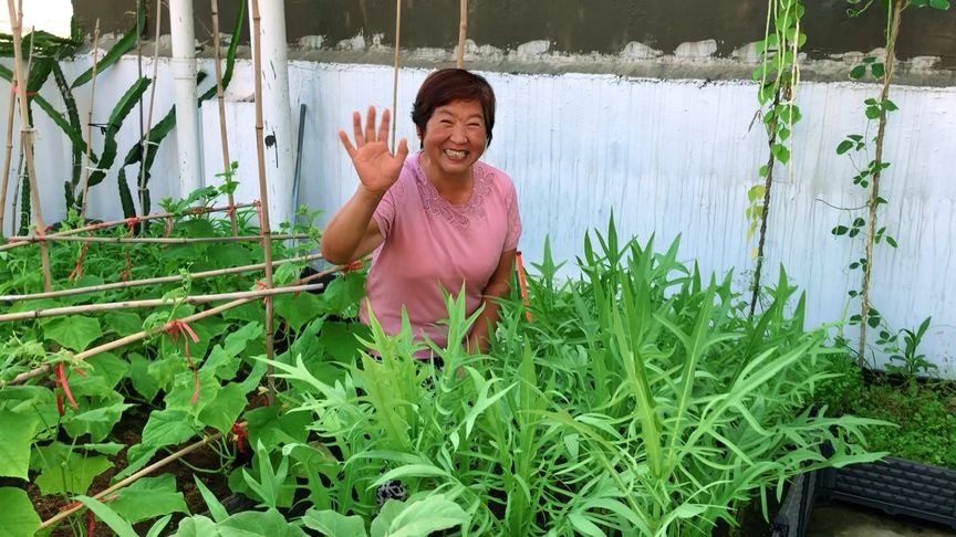 楼顶种植辣椒的技术与日常管理