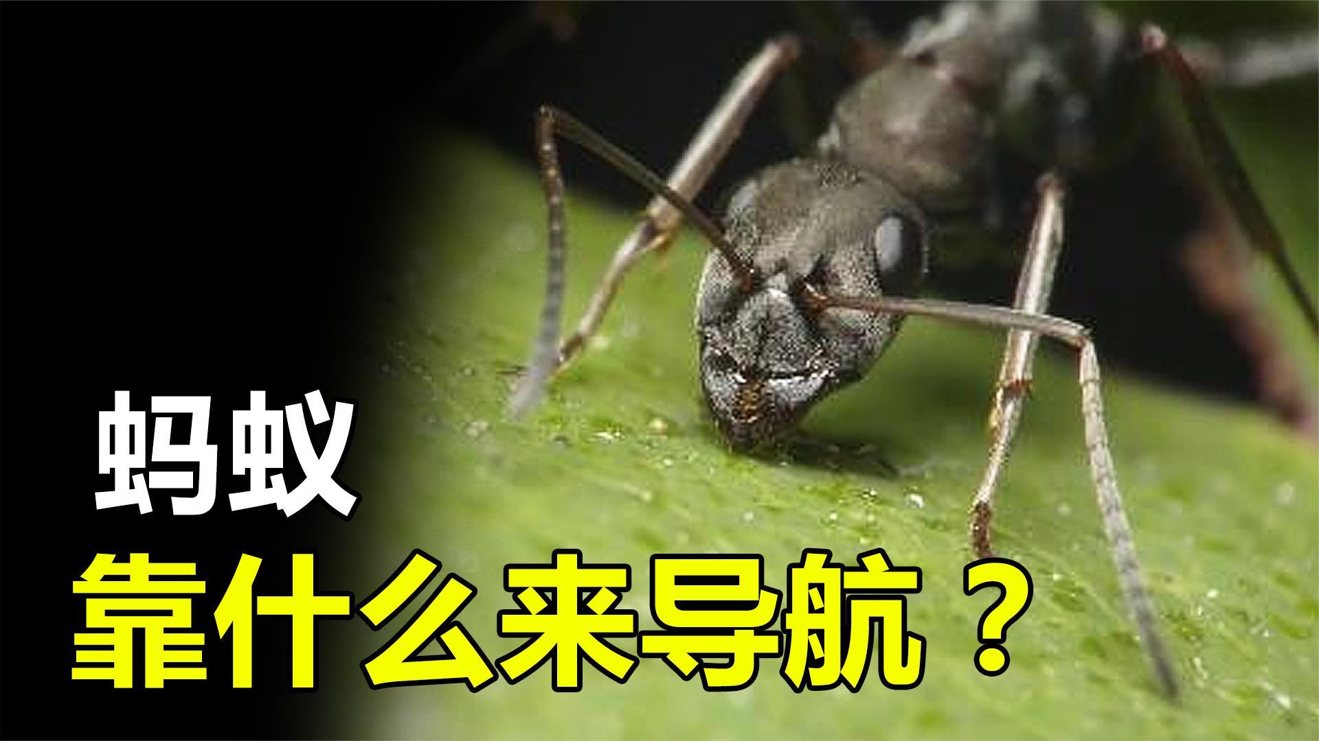 你出门靠卫星导航,蚂蚁出门又是靠什么回家呢?