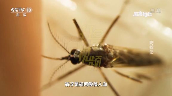蚊子是如何吸食人血并传播疾病的|原来如此