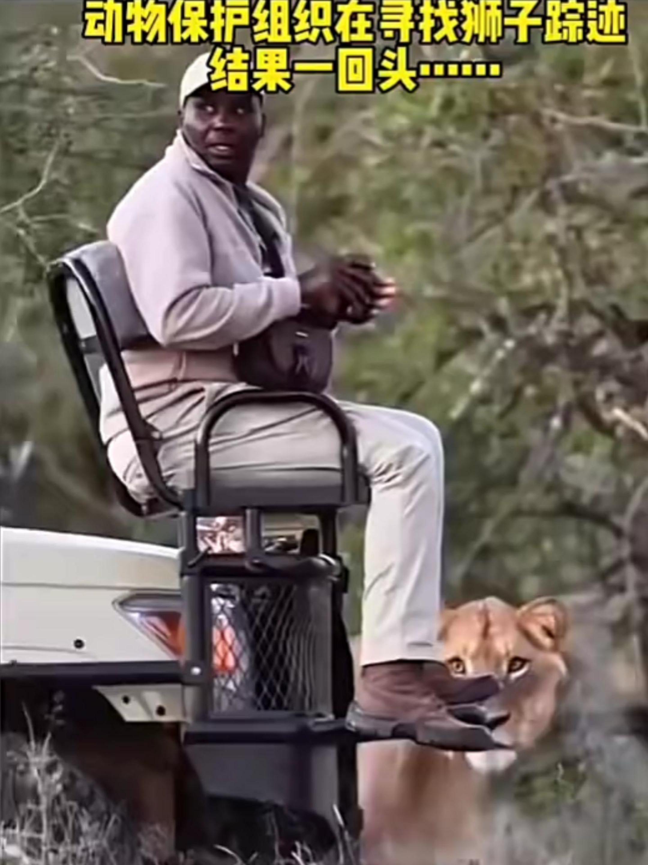 凉凉!动物保护组织在寻找狮子踪迹,结果一回头就对视上了