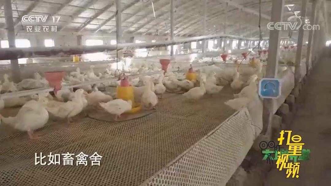 揭秘!来看看如何标准化养殖土鸡,这样做不怕没人要丨大地讲堂