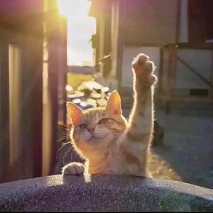 爱看美女的大肥猪 