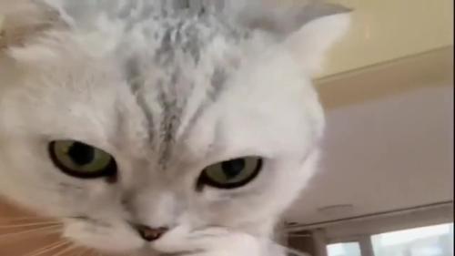 喵星人啥都不会,就会模仿摩托车的声音,太搞笑了!