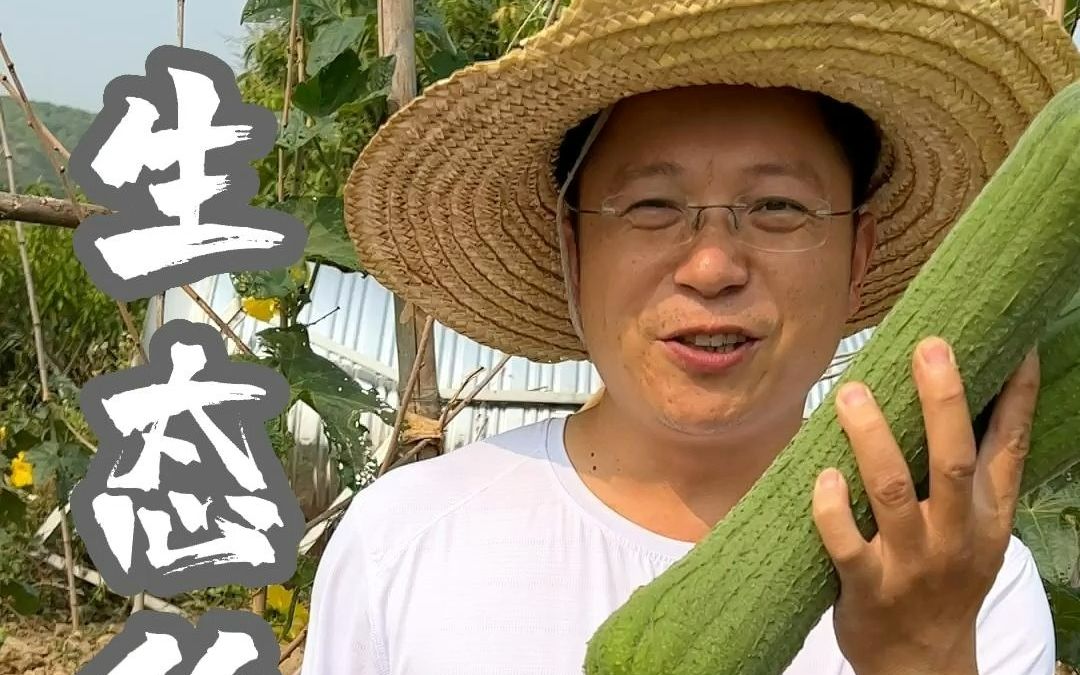 等了几个月自然生长的丝瓜终于可以吃了,先给大家尝尝。#生态种植 #...