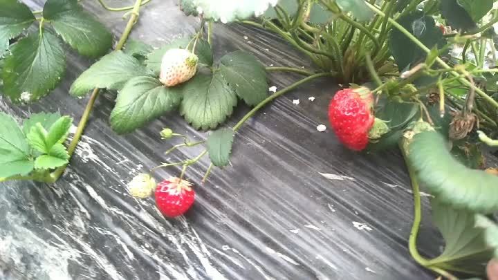 草莓老板说今年草莓不挣钱,好吃价格有便宜,现在还卖多少钱一斤