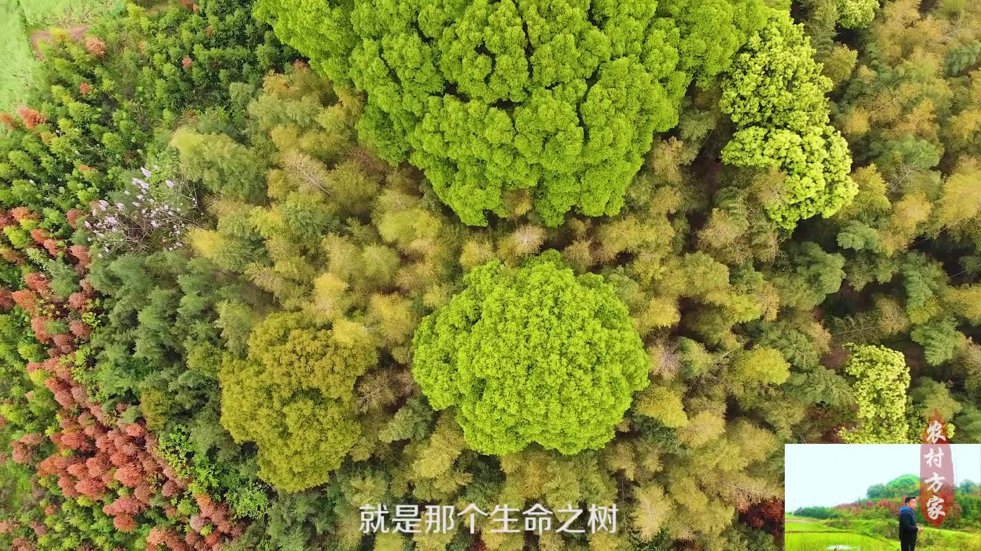 农村小伙使用无人机航拍大树,此树媲美电影阿凡达中的生命之树