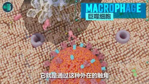 新冠病毒是如何骗过免疫系统的:为什么肥皂洗手比酒精更有效?