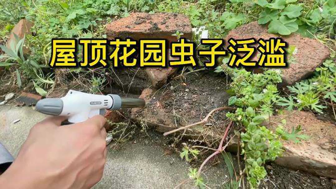 屋顶花园虫子泛滥,看我用喷火器消灭它们,过程很舒服