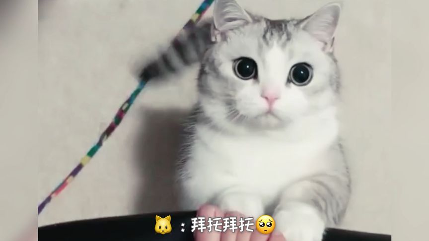 铲屎官铁石心肠,小猫咪撒娇技能全开