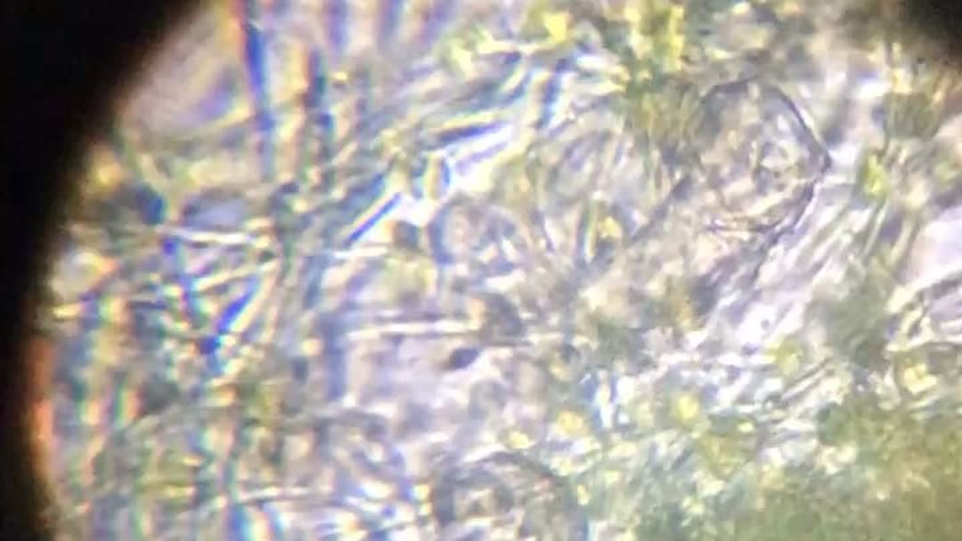 显微镜下的水中生物