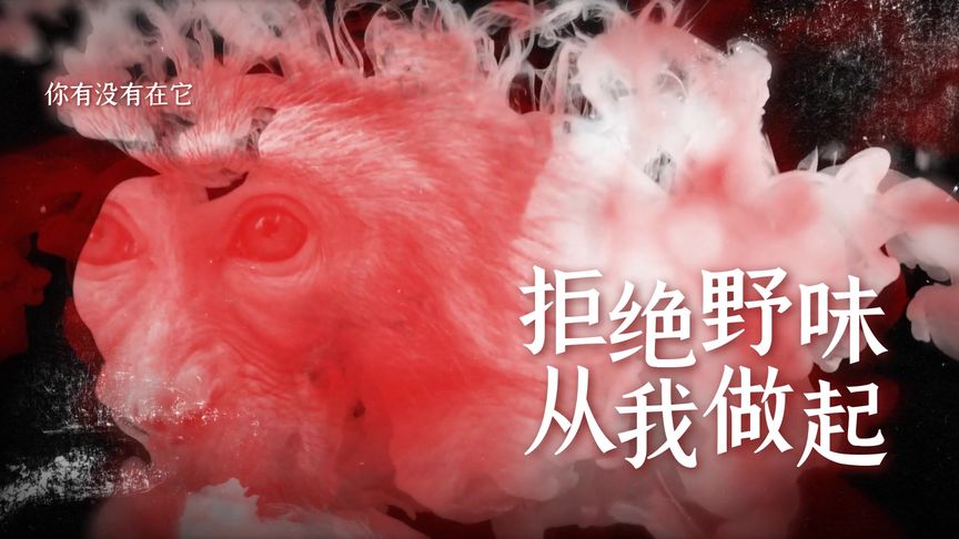 保护野生动物公益宣传:拒绝野味 从我做起