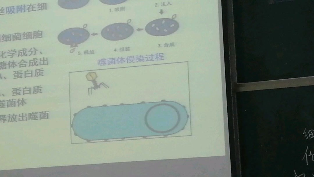 噬菌体侵染过程