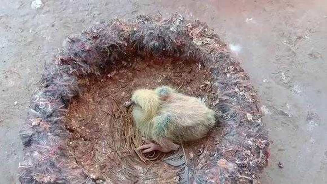 受精蛋,孵十几天,小鸽子成型了,死在蛋里面,教大家调里种鸽