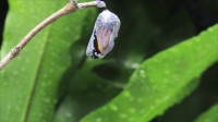 镜头拍下破茧成蝶的过程,太美了