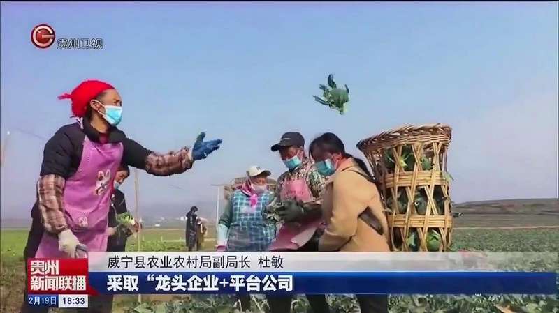 采取“龙头企业+平台公司+经营主体+贫困户”的运作模式